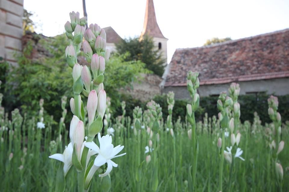 Tuberoza de Hoghilag, prima floare din Romania protejata la nivel ...